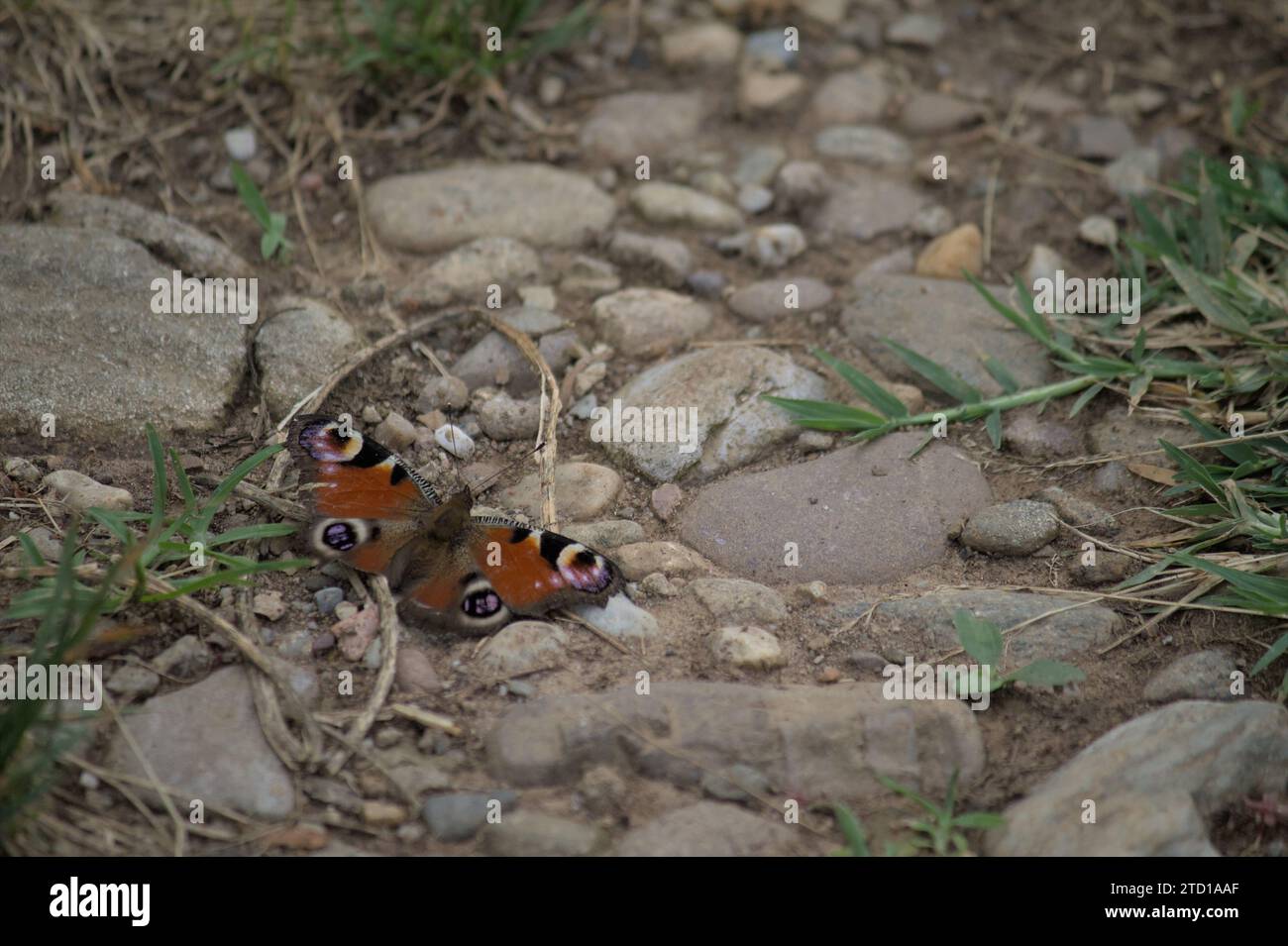 Walking with butterflies hi-res stock photography and images - Alamy