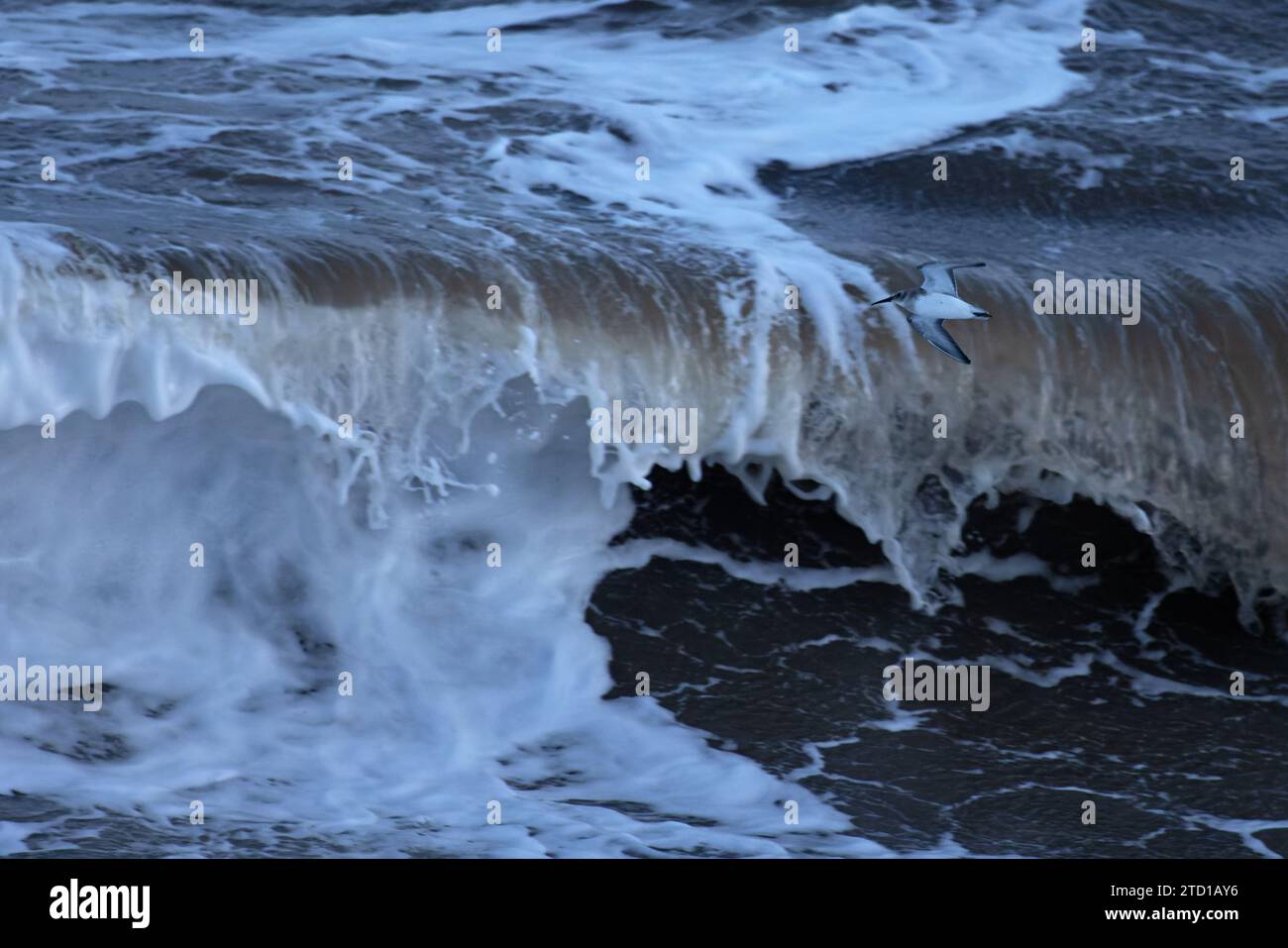 Dunlin (Calidris alpina) winter plumage flying against roller wave ...