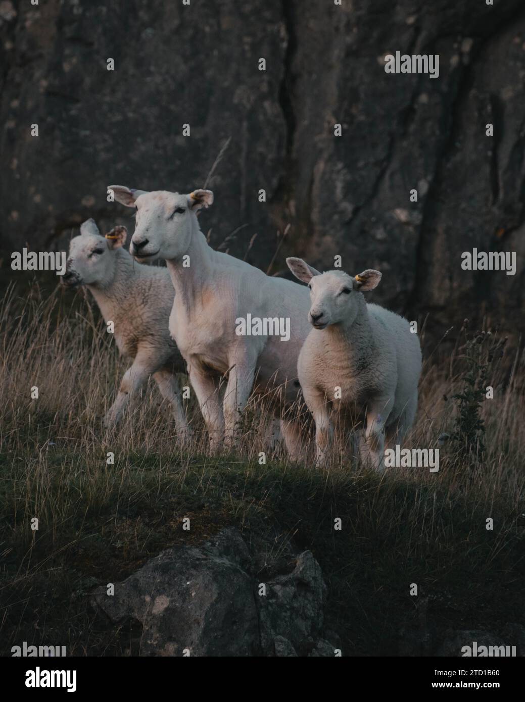 Pair of Young Animals in Wildlife Stock Photo - Alamy