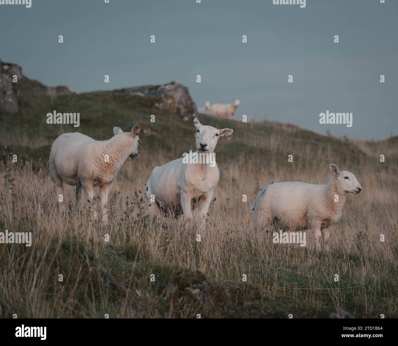 Wilf animal hi-res stock photography and images - Alamy