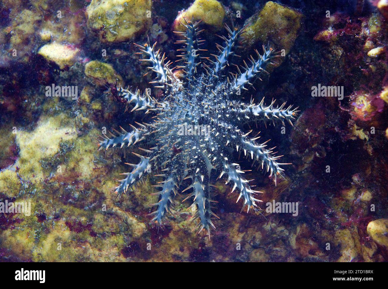 Crown of thorns starfish (Acanthaster planci) is a corallivorous ...