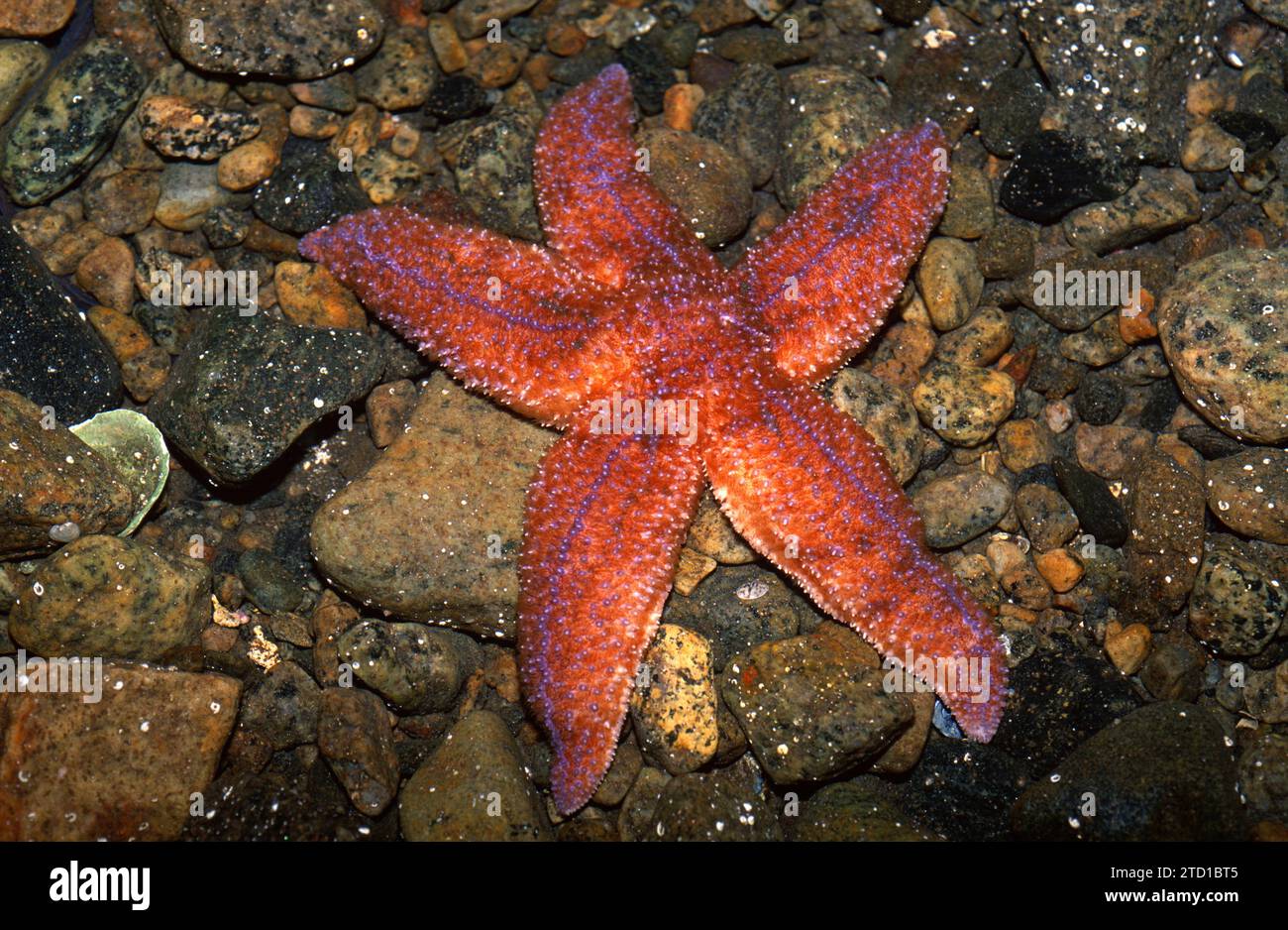 Common starfish or sugar starfish (Asterias rubens) is a sea star ...