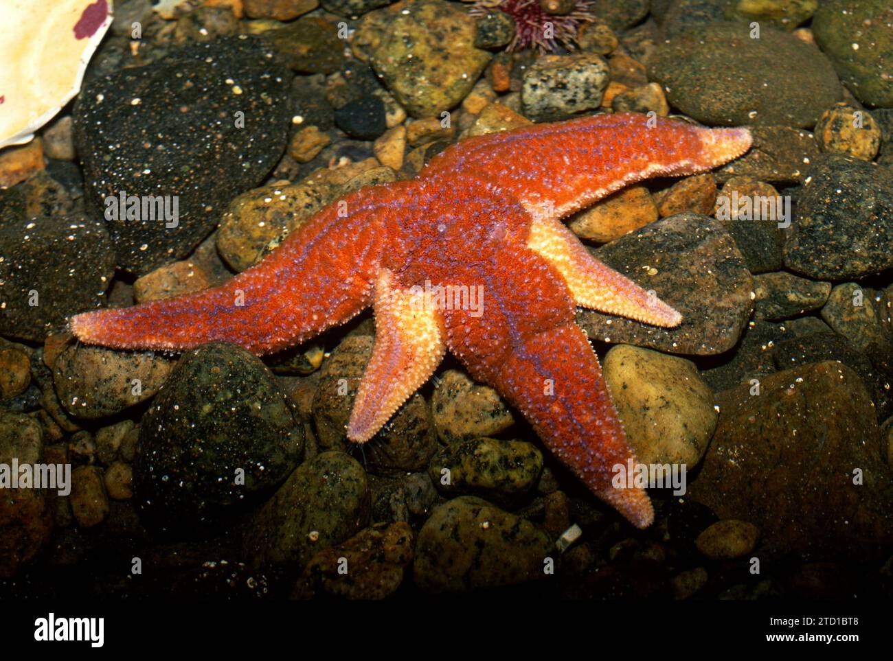 Common starfish or sugar starfish (Asterias rubens) is a sea star ...