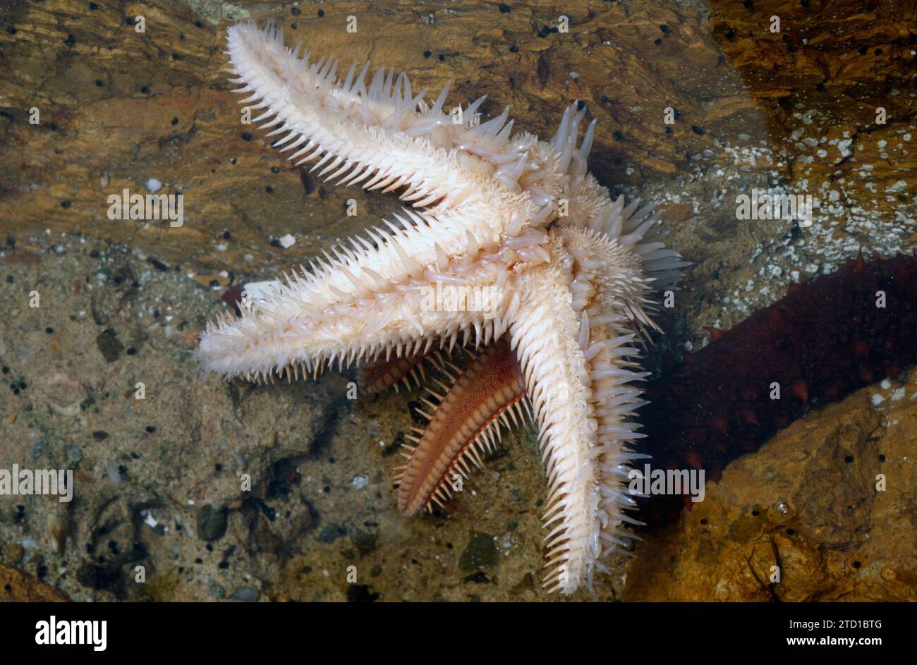 Red comb star (Astropecten aranciacus) is a starfish native to ...