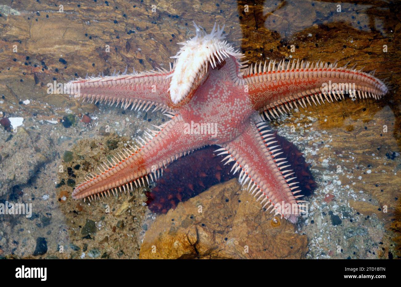 Red comb star (Astropecten aranciacus) is a starfish native to ...