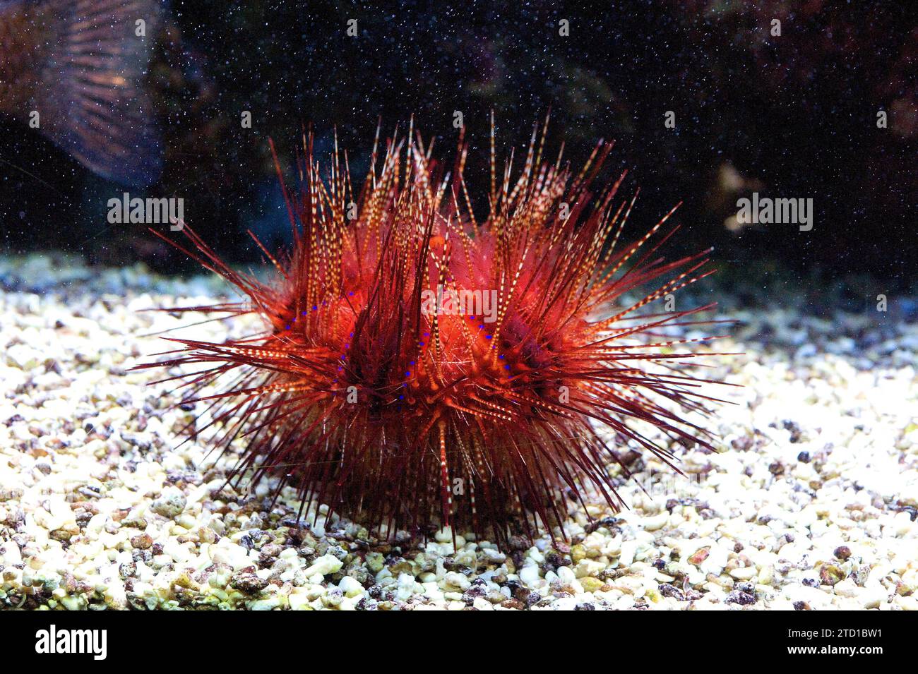 Blue-spotted urchin or red urchin (Astropyga radiata) is a sea urchin ...