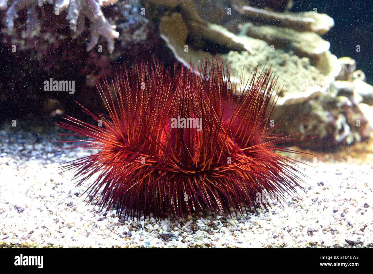 Blue-spotted urchin or red urchin (Astropyga radiata) is a sea urchin ...
