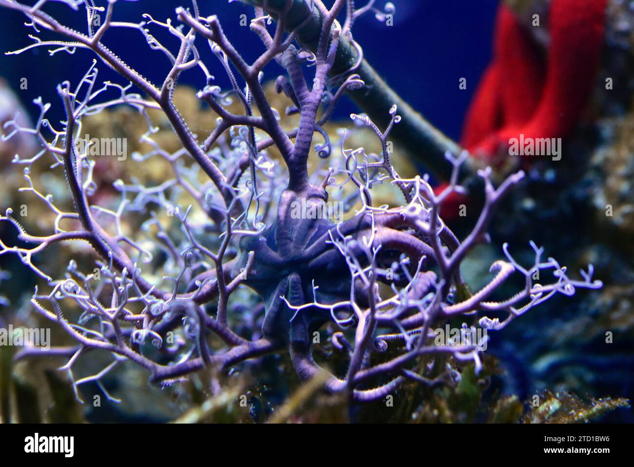 Astrospartus mediterraneus is a filter echinoderm native to ...