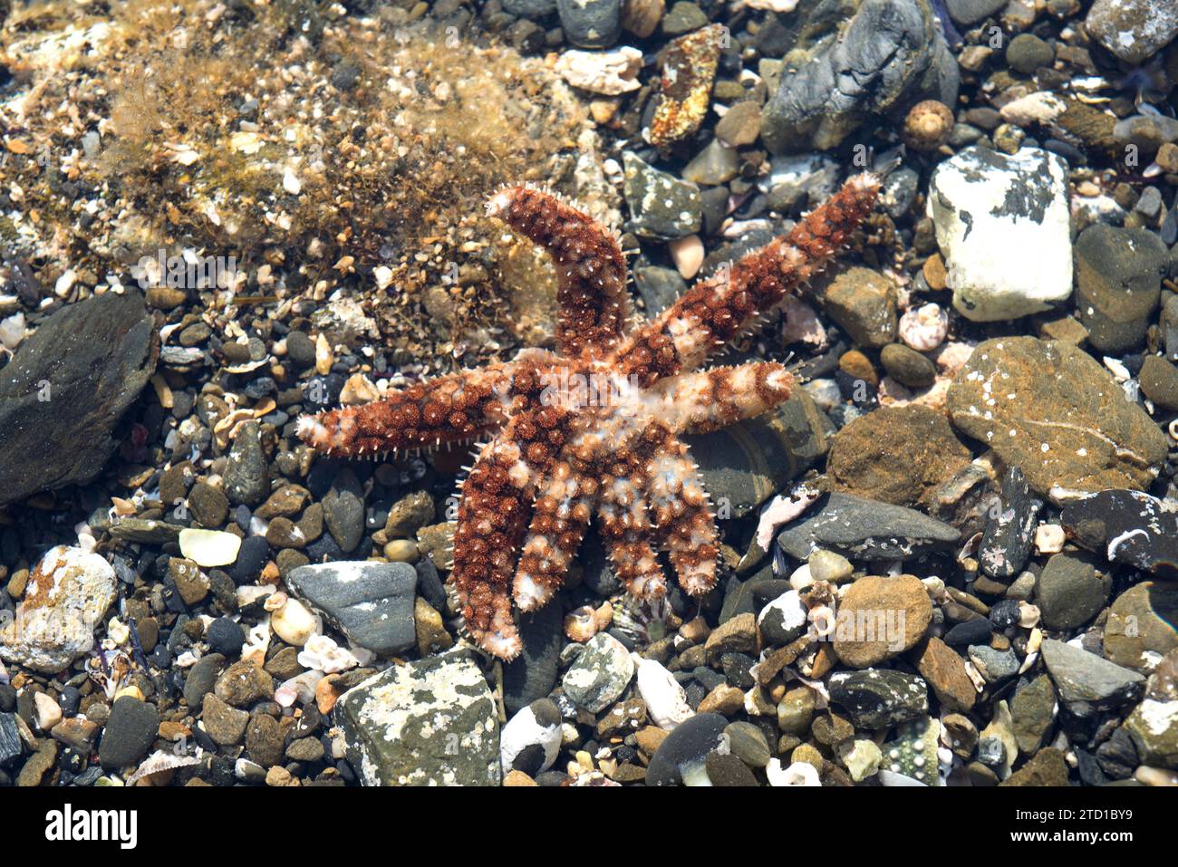 Blue spiny starfish (Coscinasterias tenuispina) is a sea star omnivore ...