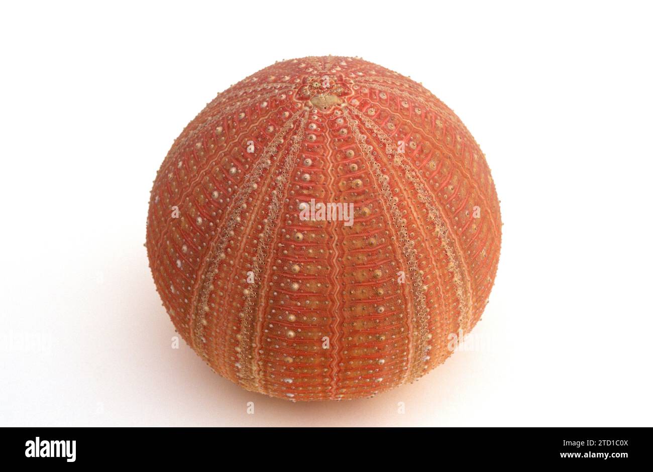 White sea urchin (Echinus acutus or Gracilechinus acutus). Skeleton ...