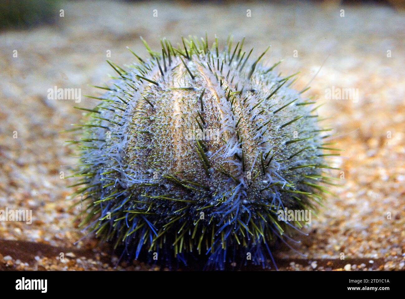 European edible sea urchin (Echinus esculentus) is a sea urchin native ...