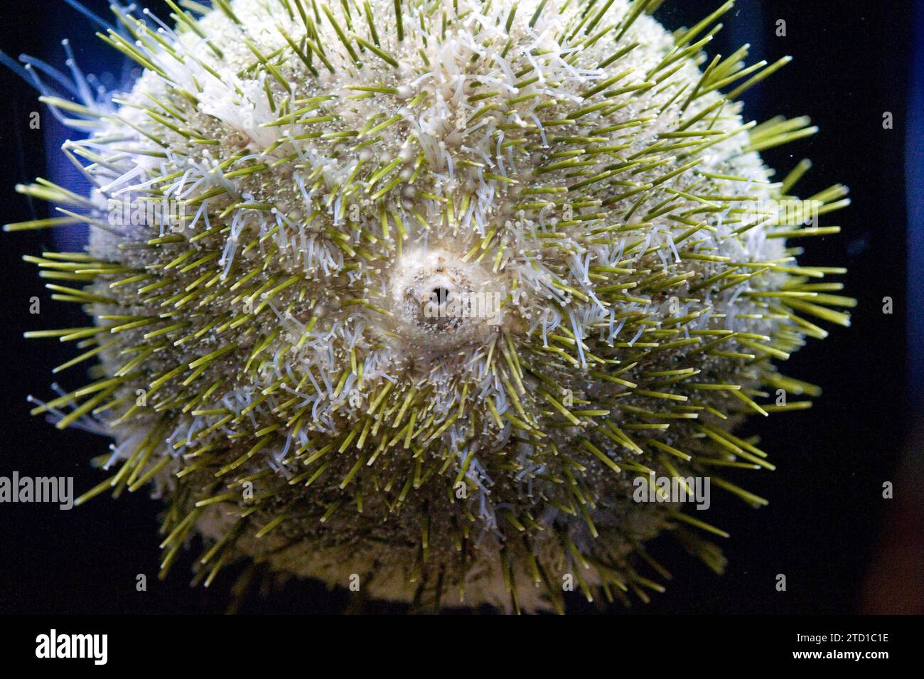 European edible sea urchin (Echinus esculentus) is a sea urchin native ...