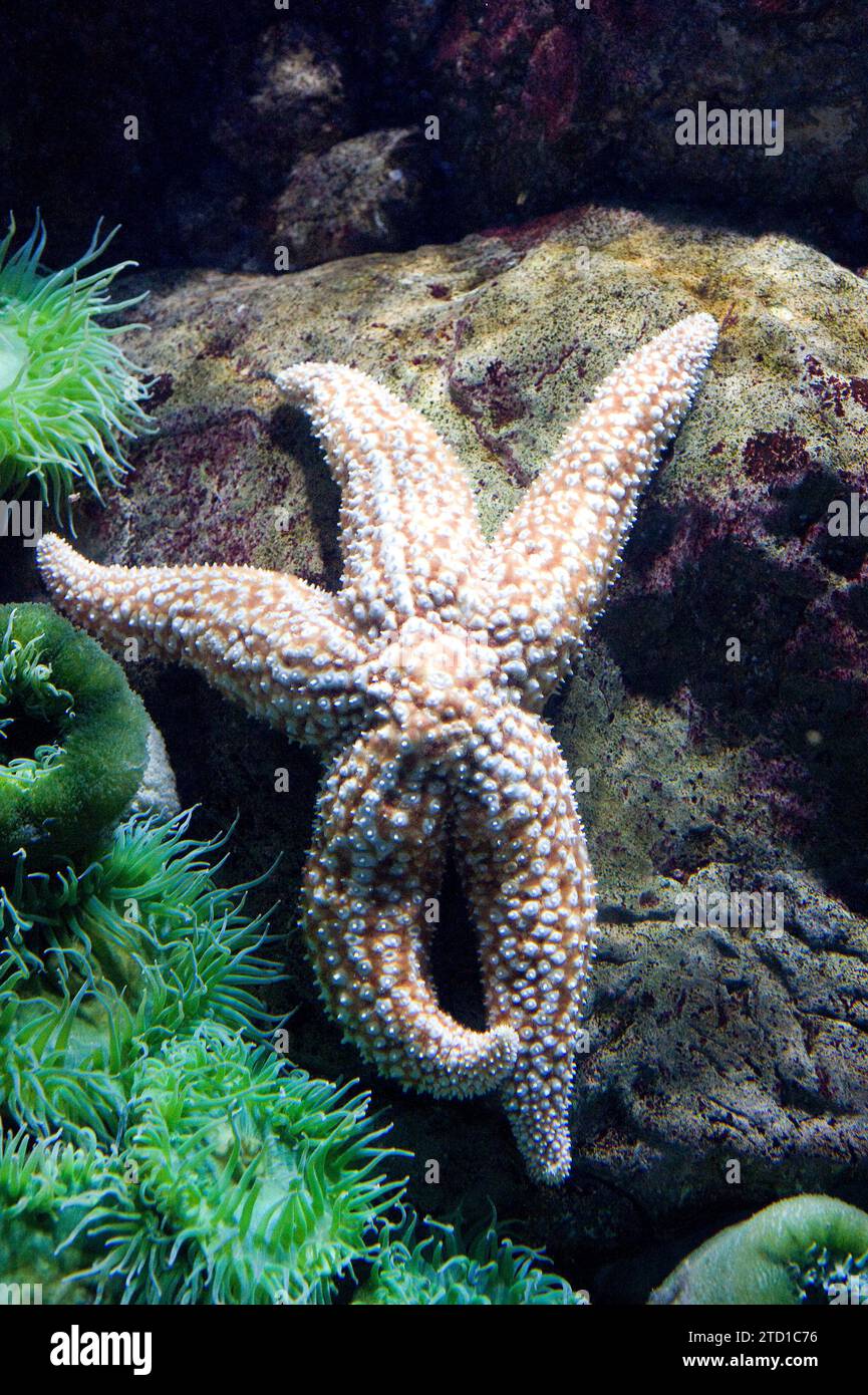 Giant sea star (Pisaster giganteus) is a Carnivore starfish native to ...