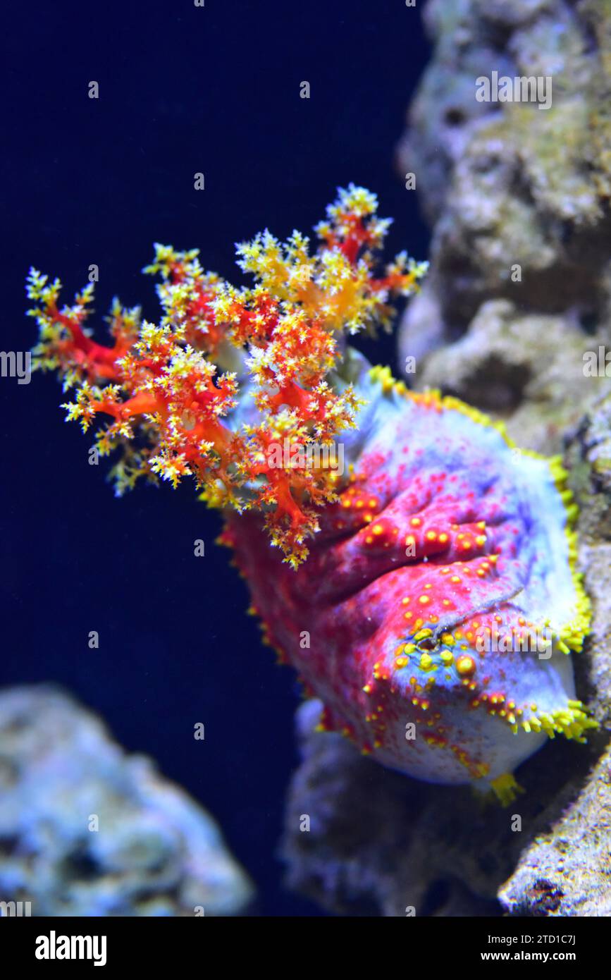 Sea apple (Pseudocolochirus axiologus) is a colorful sea cucumber ...