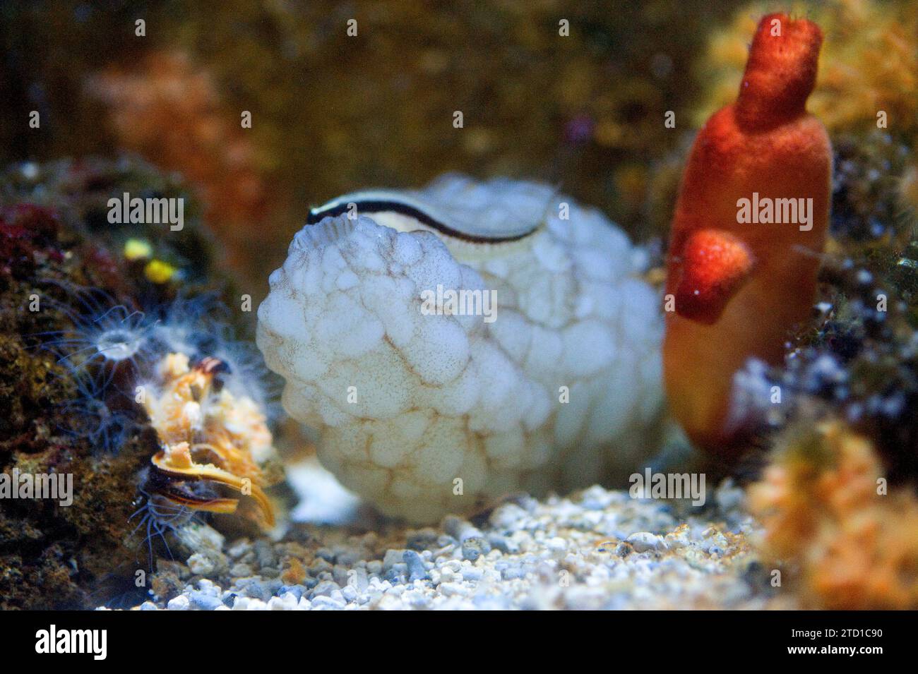 White sea squirt (Phallusia mammillata) is a filter Ascidiacea native ...