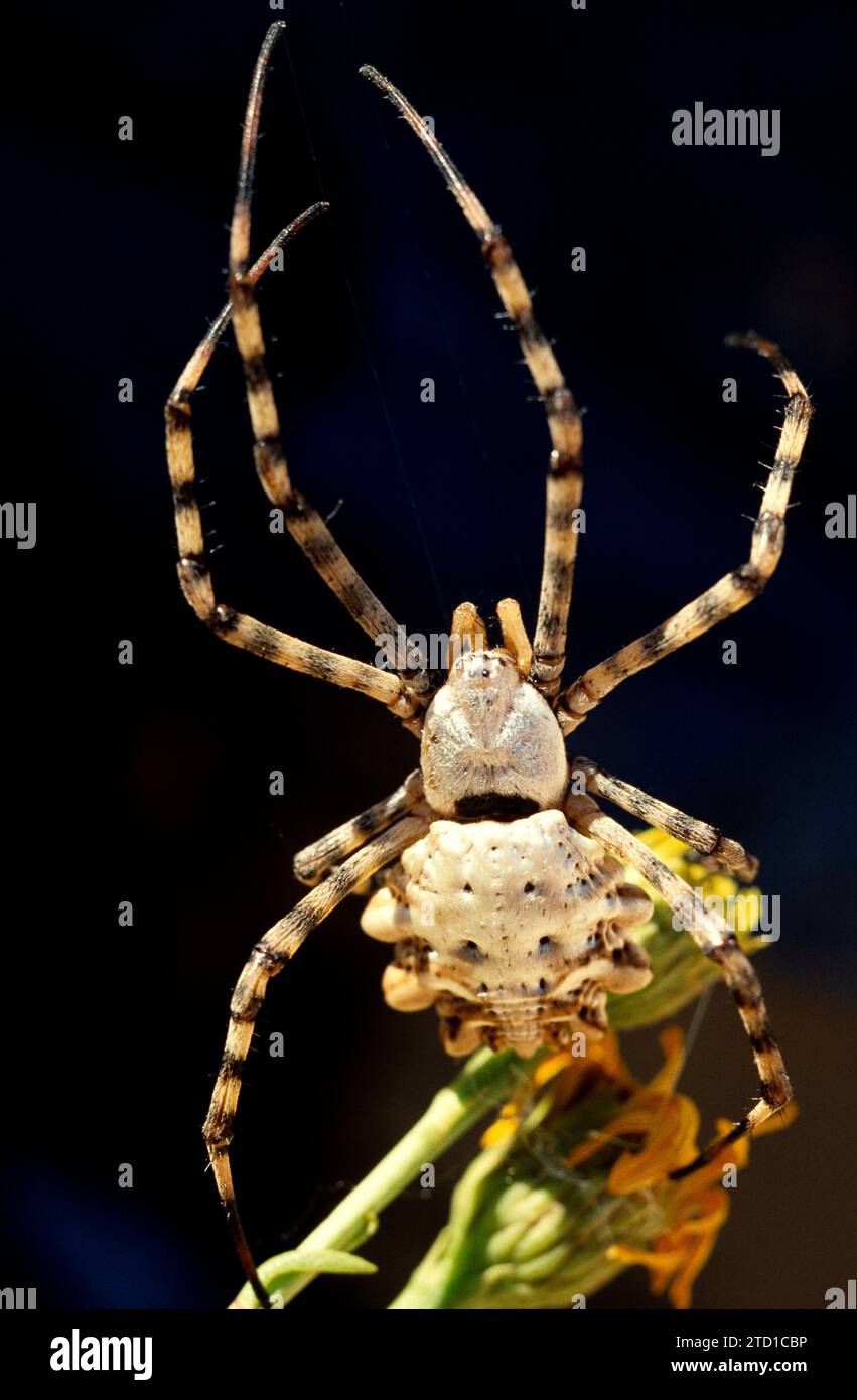 Argiope lobata is a spider native to southern Europe, Africa and part ...
