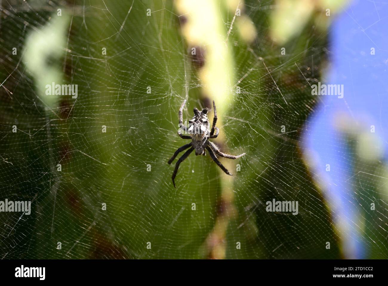 Tropical tent-web spider (Cyrtophora citricola) is a spider native to ...