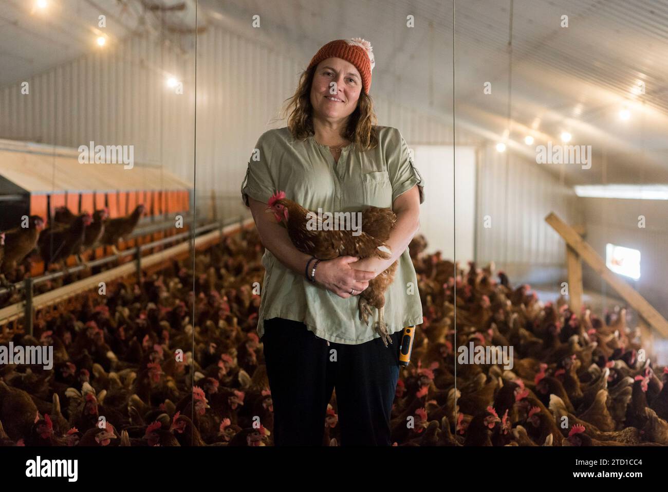 British poultry industry hi-res stock photography and images - Alamy