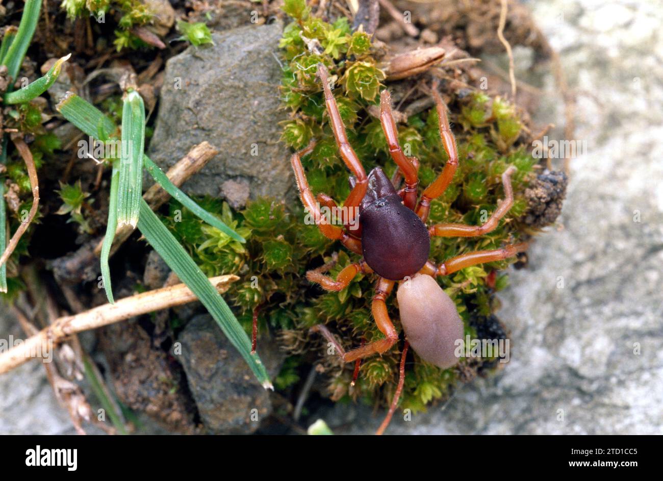 Sowbug hi-res stock photography and images - Alamy
