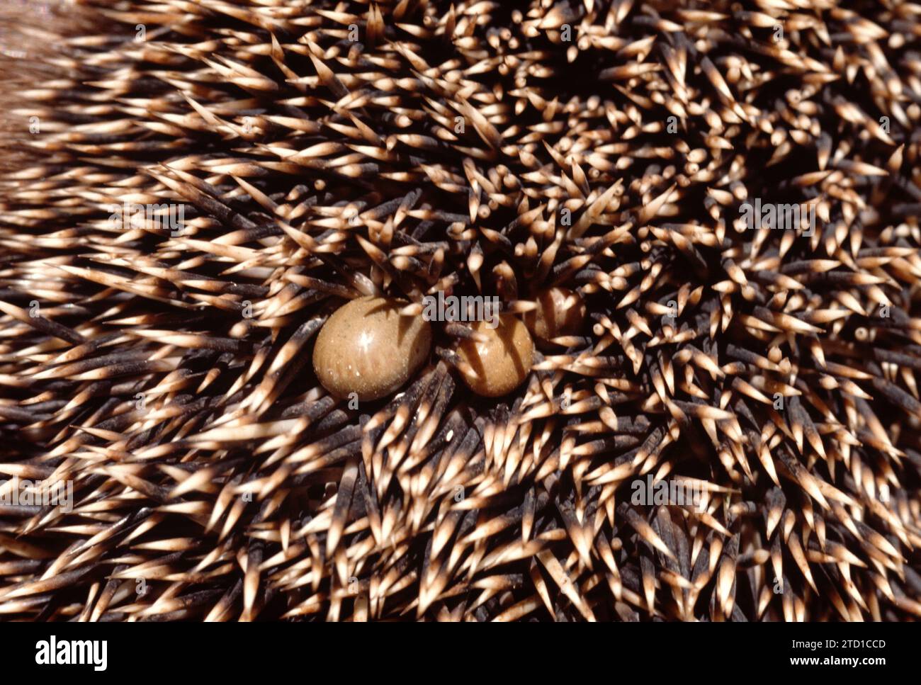 European hedgehog ticks (Ixodes hexagonus) engorged with blood Stock ...