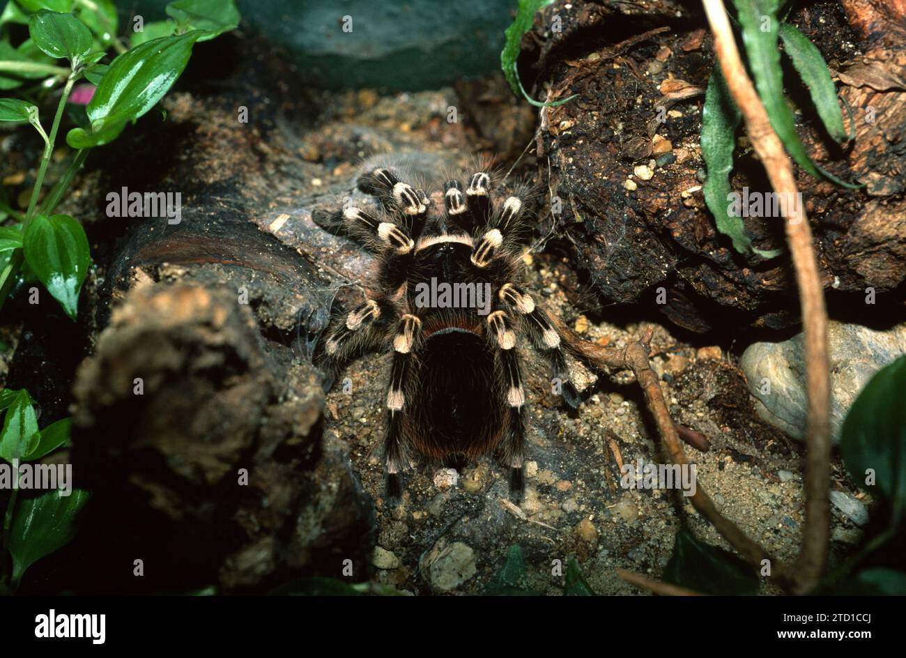 Giant tarantula spider or Peruvian orange stripe (Pamphobeteus wallacei ...