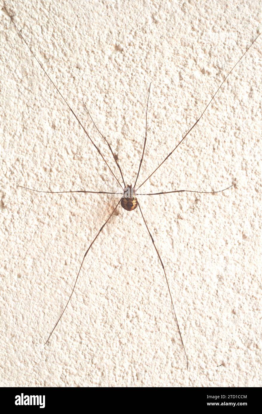 Opilion opiliones hi-res stock photography and images - Alamy