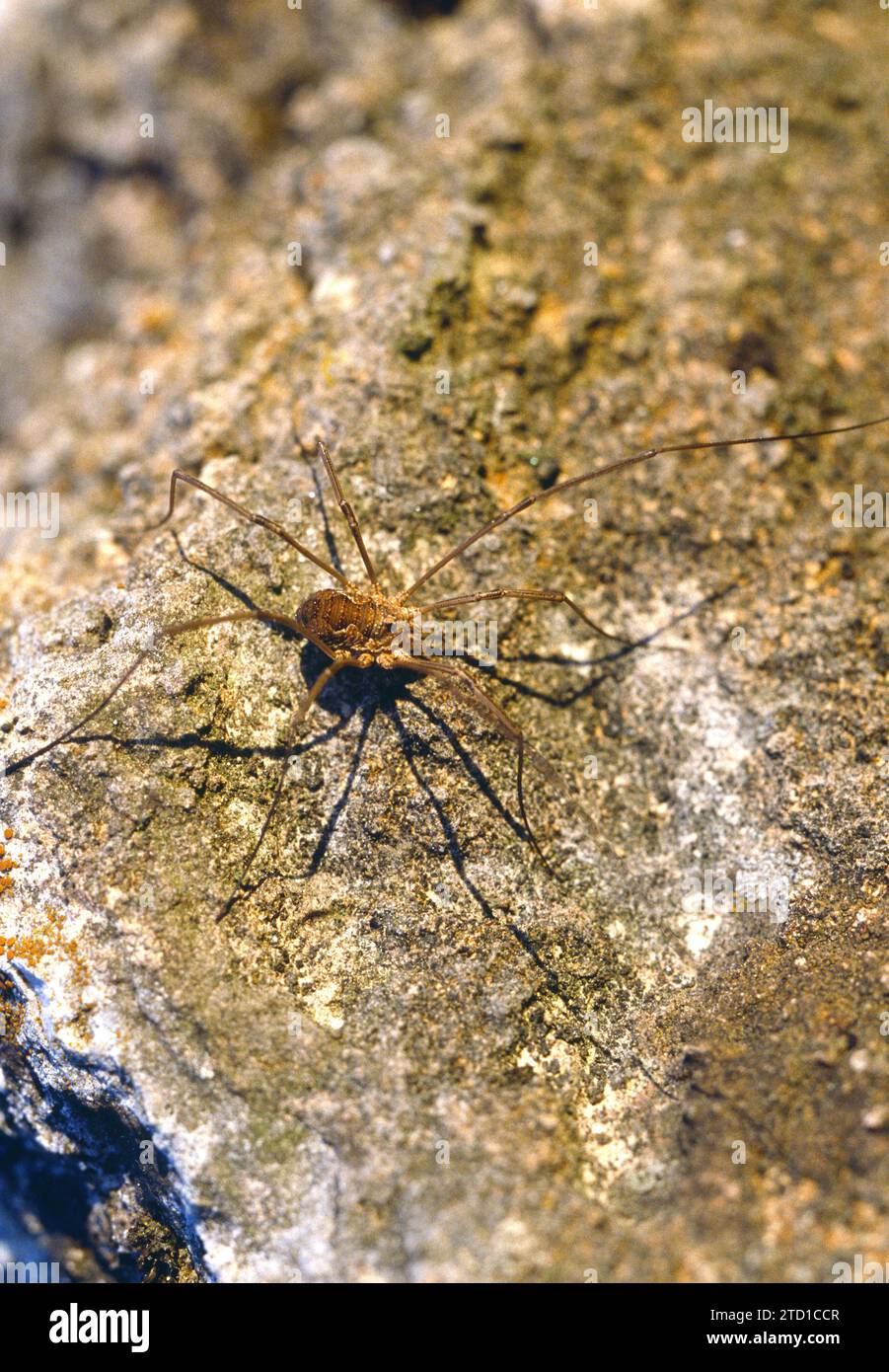 Harvestman or daddy longlegs (Phalangium opilio) is an opilion native ...