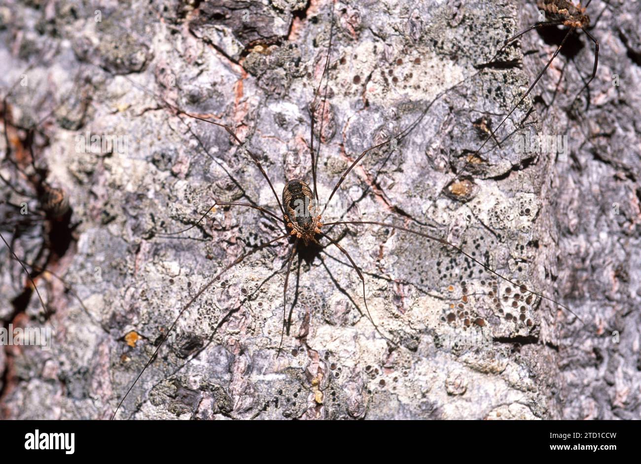 Harvestman or daddy longlegs (Phalangium opilio) is an opilion native ...