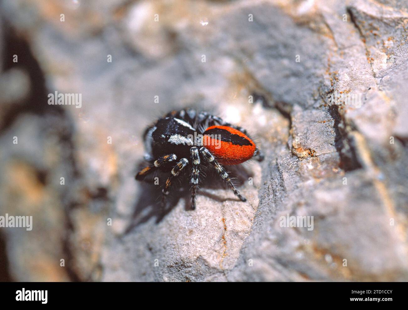 Philaeus chrysops (male) is a jumping spider native to Europe, northern ...