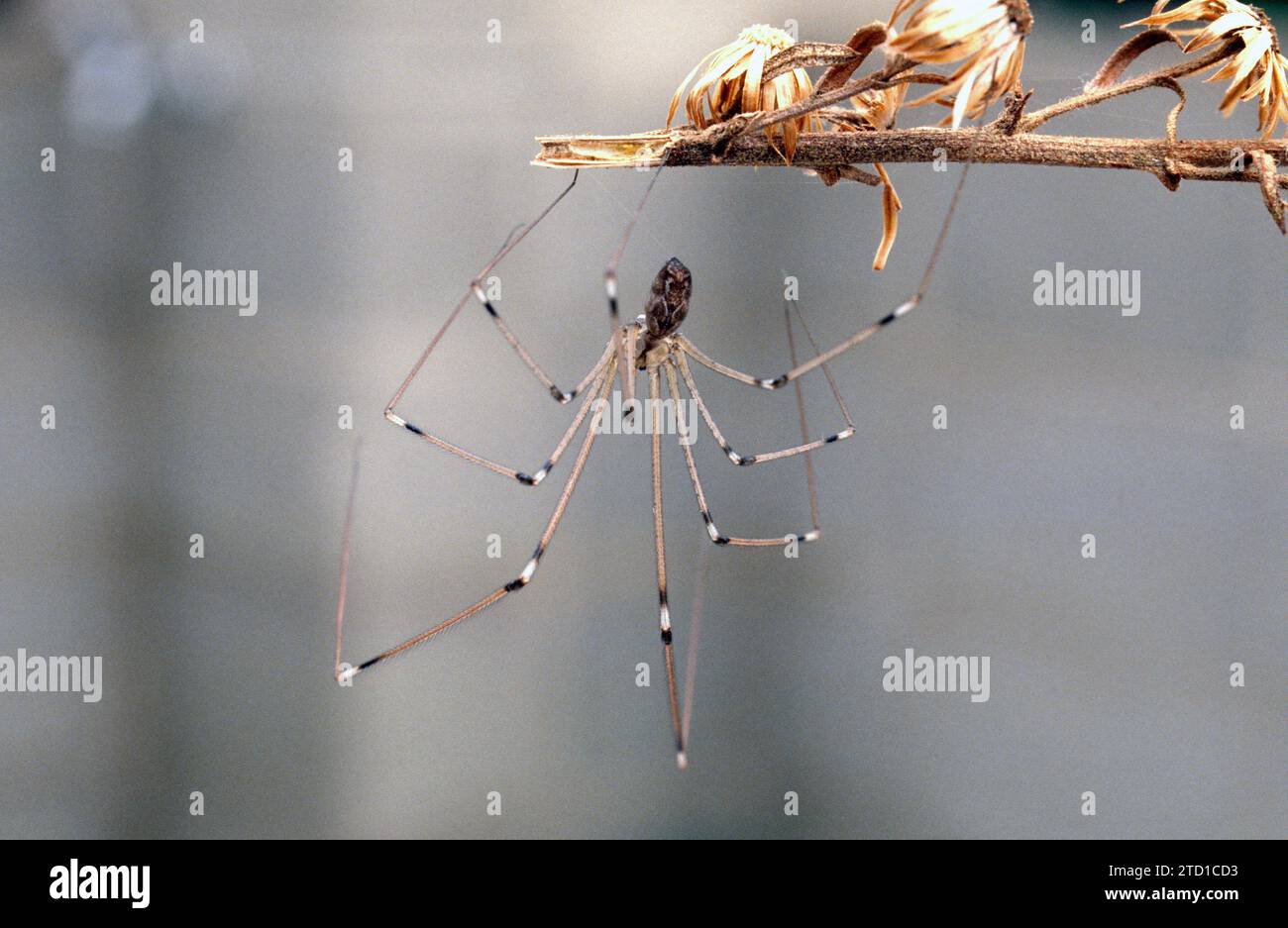 Longbodied cellar spider or skull spider (Pholcus phalangioides) is a ...
