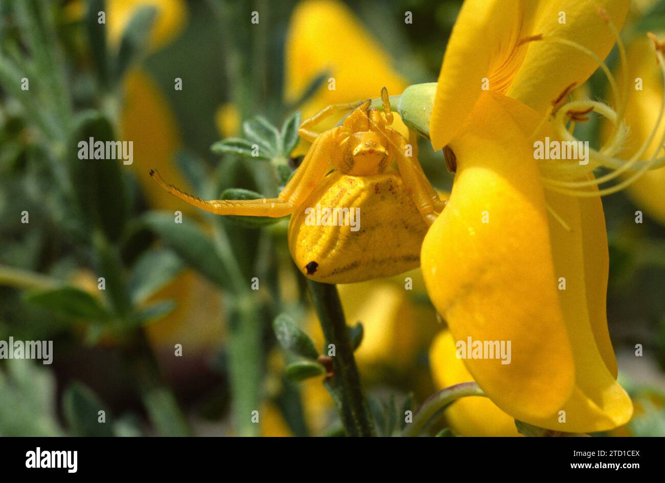 Crab spider Thomisus albus or Thomisus onustus is a spider native to ...