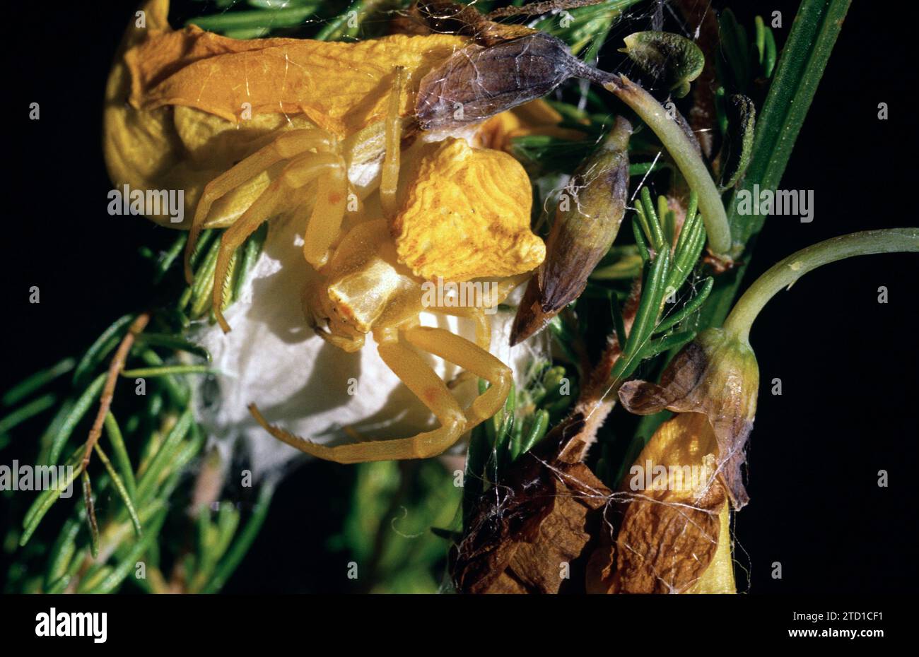 Crab spider Thomisus albus or Thomisus onustus is a spider native to ...