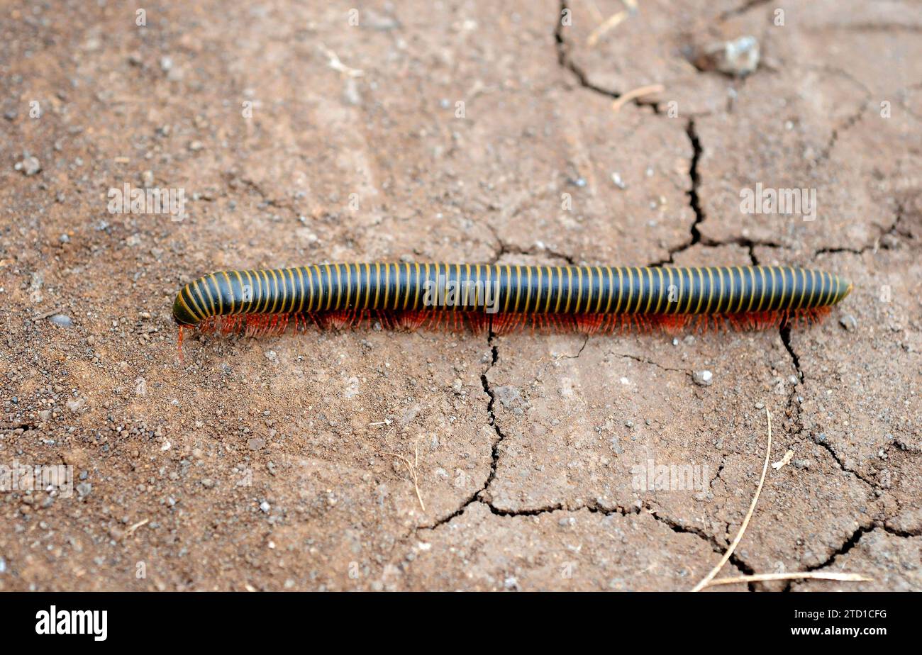 Giant African millipede (Pelmatojulus tectus) is a myriapode native to ...