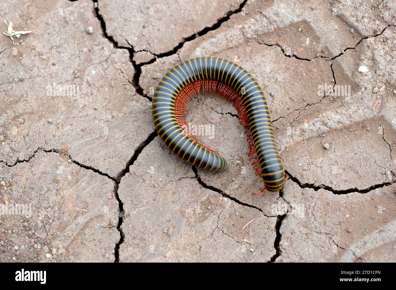 Giant African millipede (Pelmatojulus tectus) is a myriapode native to ...