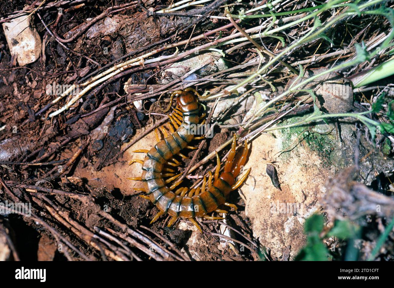 Scolopendra cingulata hi-res stock photography and images - Alamy