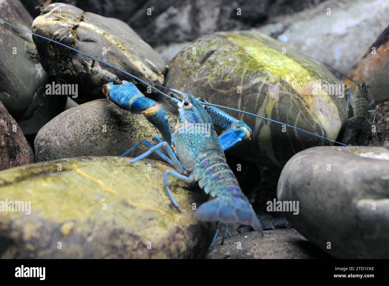 Australian red claw crayfish (Cherax quadricarinatus) is a freshwater ...
