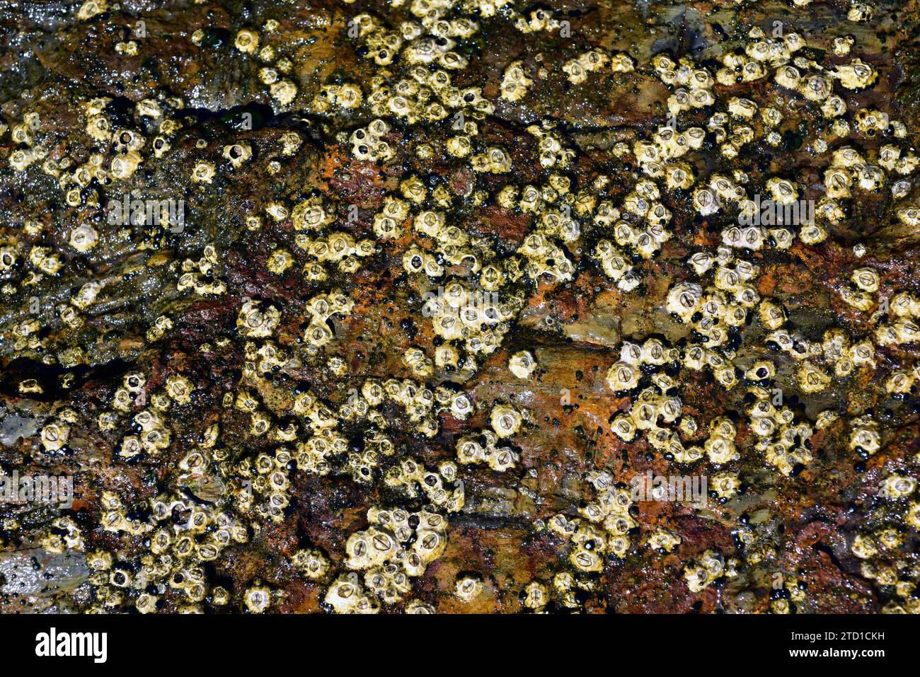 Barnacles (Chthamalus depressus) is a marine crustacean native to north ...