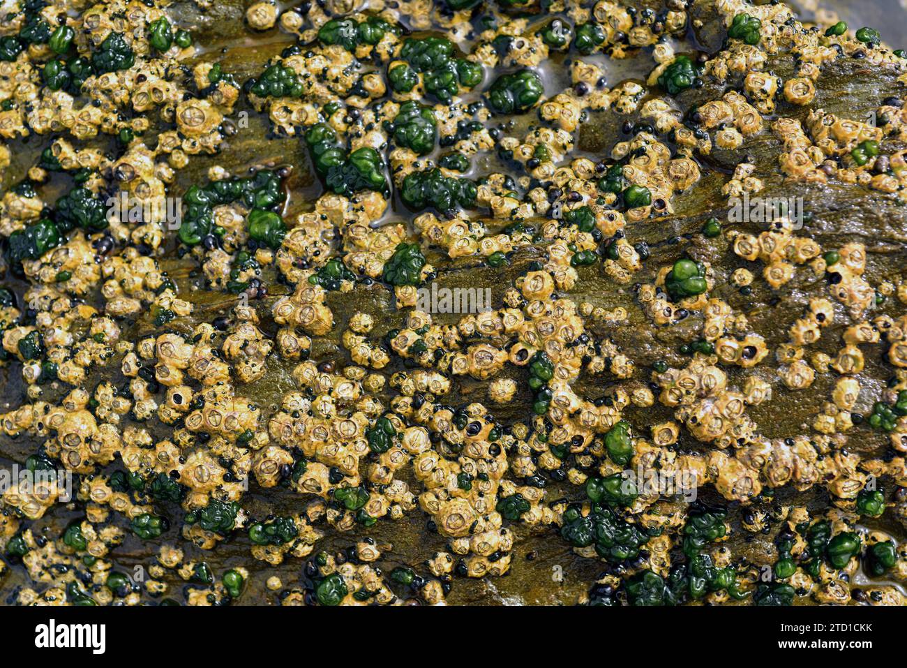 Poli's stellate barnacle (Chthamalus stellatus) is a marine crustacean ...