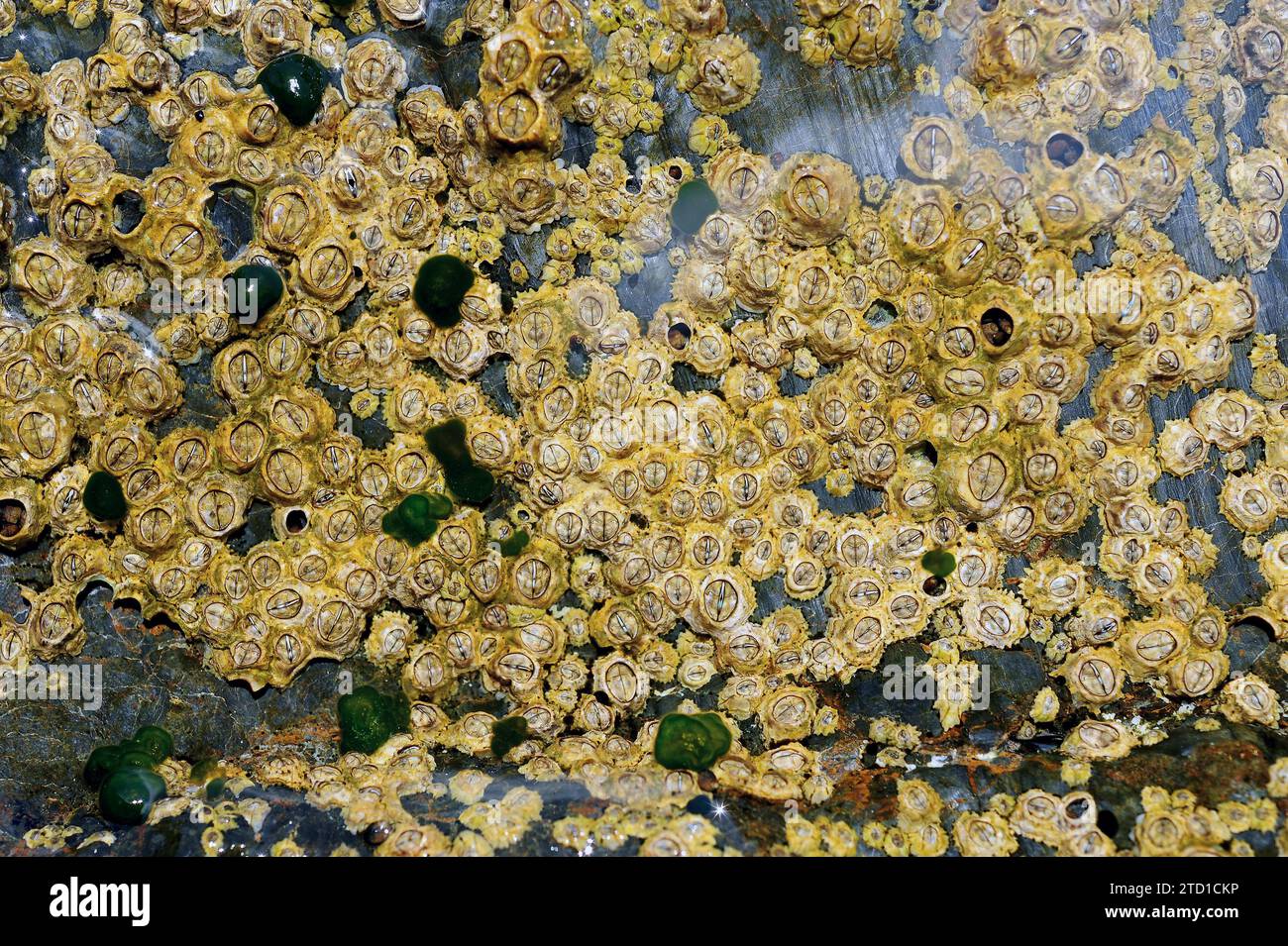 Bellota de mar hi-res stock photography and images - Alamy