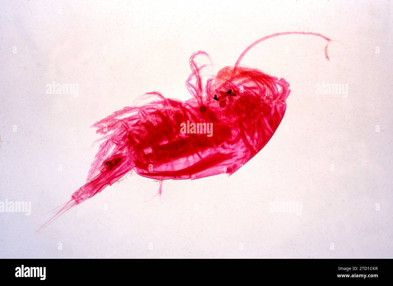 Cyclops sp. is a genus of freshwater crustacean. Microphotograph Stock ...
