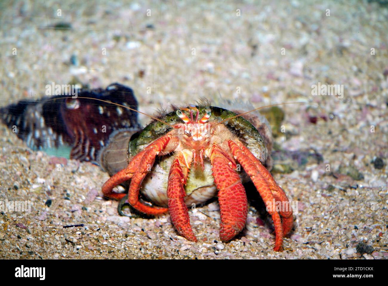 Mediterranean hermit crab (Dardanus arrosor) is a marine crustacean ...