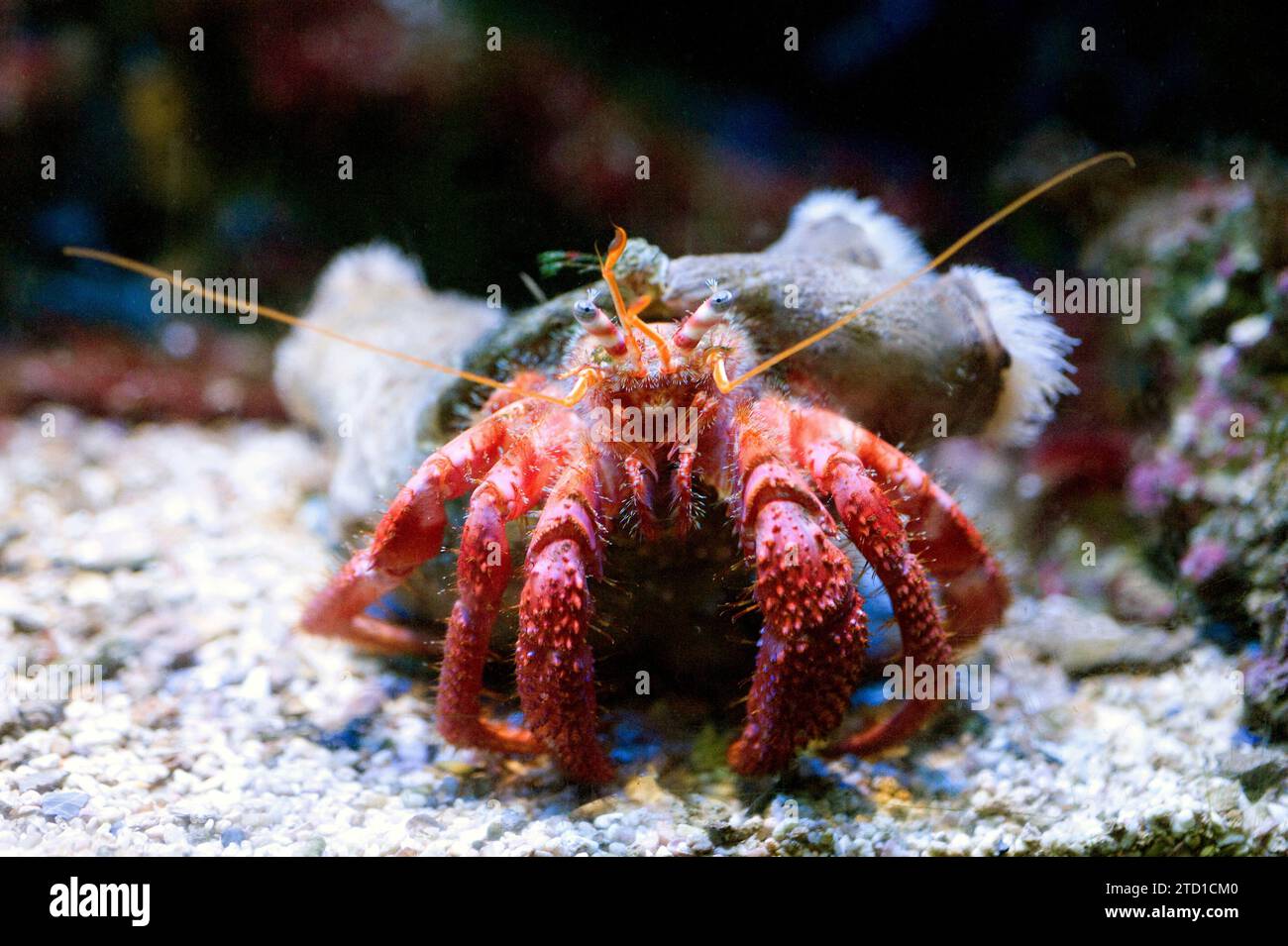 Mediterranean hermit crab (Dardanus arrosor) is a marine crustacean ...
