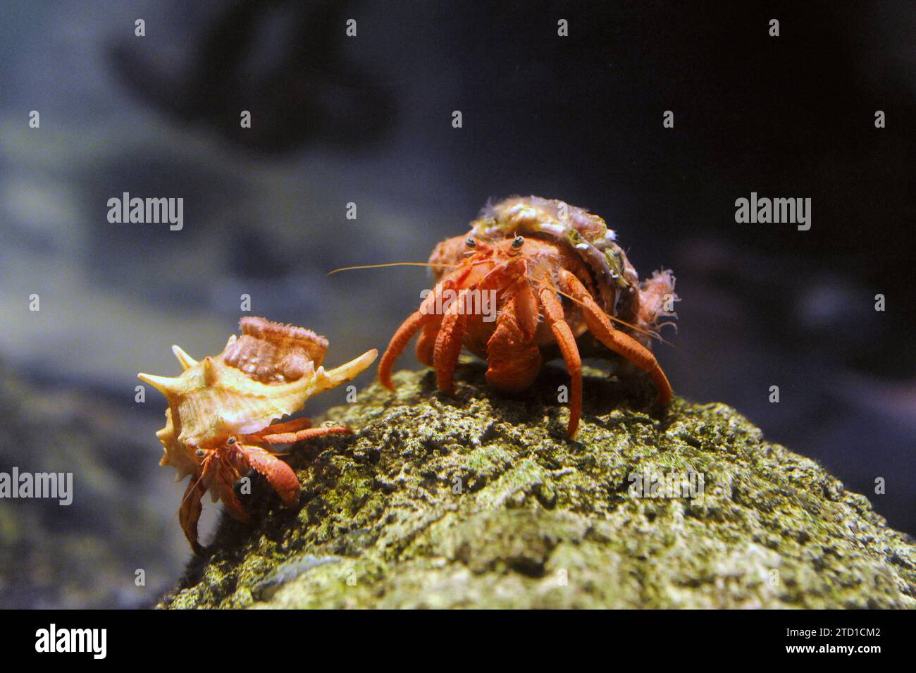 Mediterranean hermit crab (Dardanus arrosor) is a marine crustacean ...