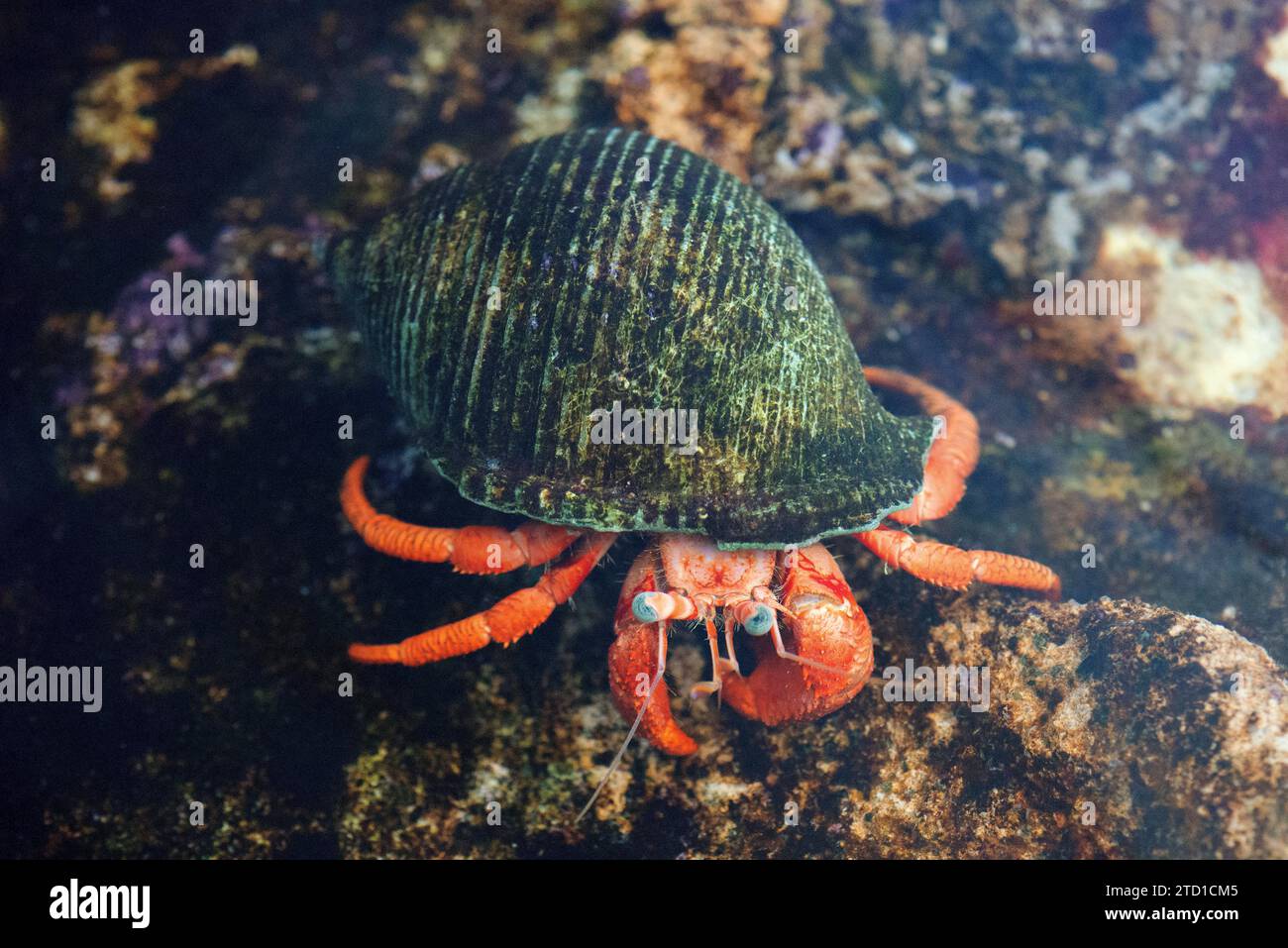 Mediterranean hermit crab (Dardanus arrosor) is a marine crustacean ...