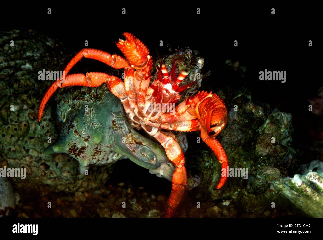 Mediterranean hermit crab (Dardanus arrosor) is a marine crustacean ...