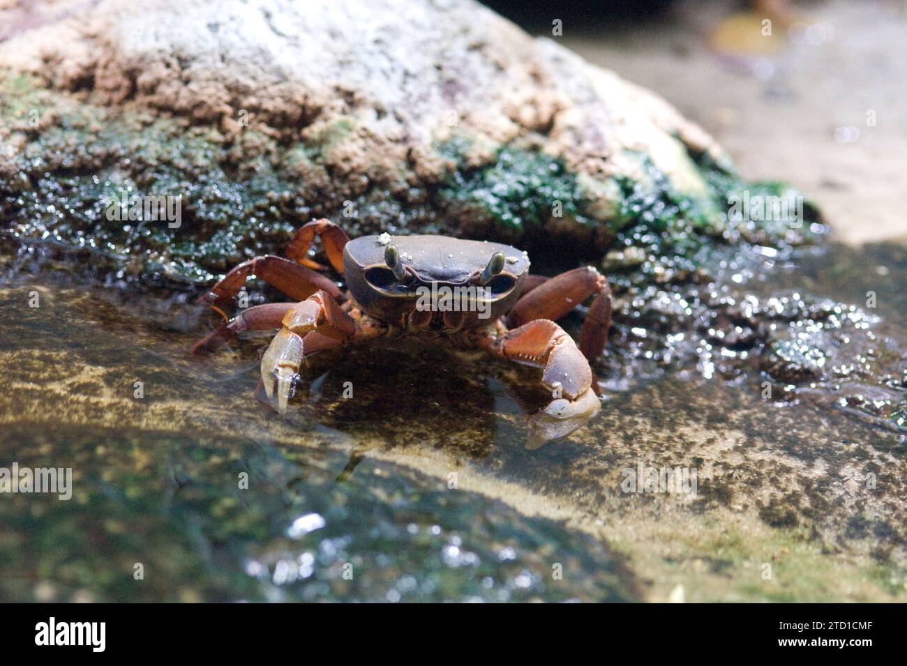 Blackback land crab (Gecarcinus lateralis) is a crab native to Gulf of ...