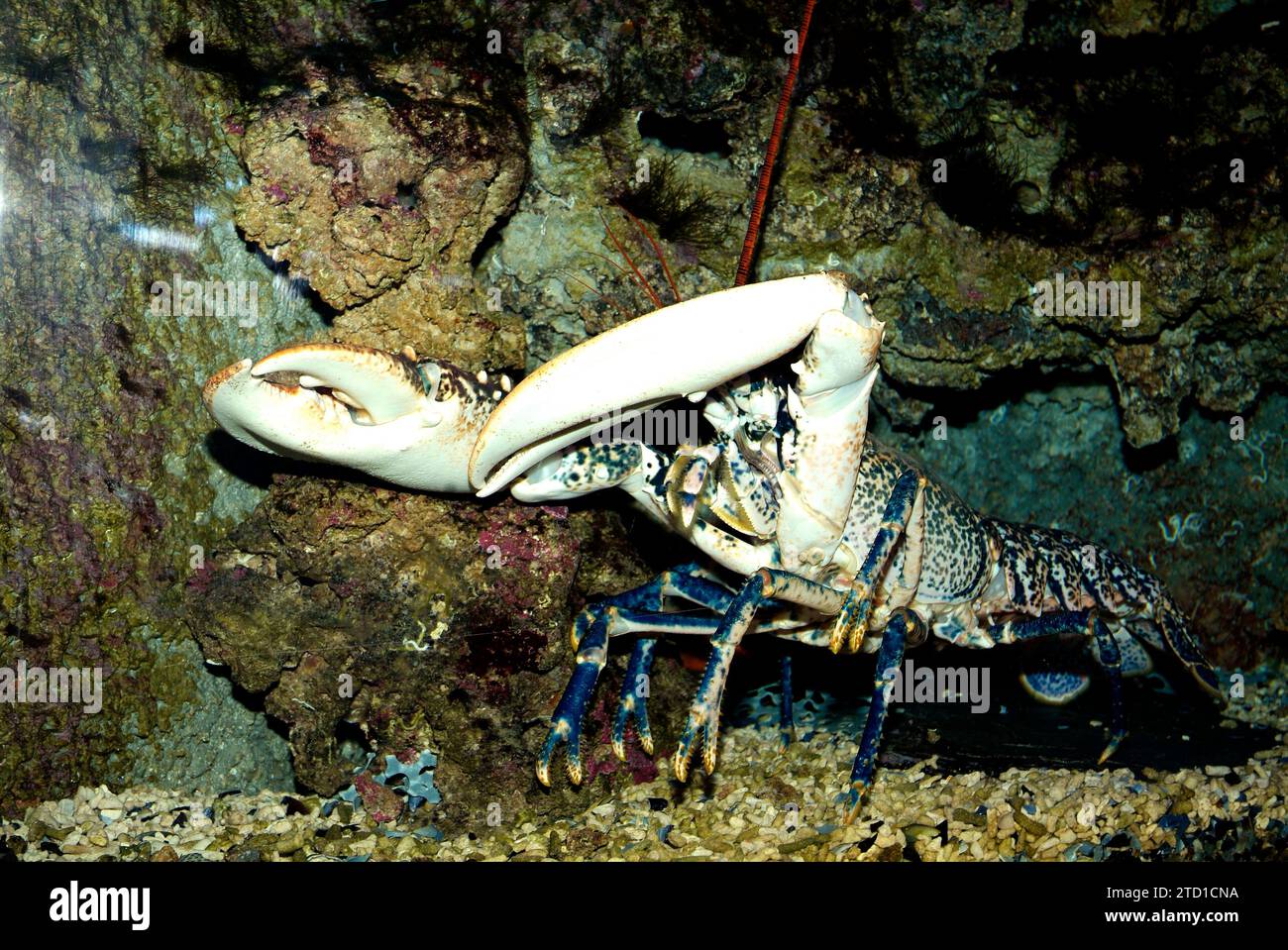 European lobster (Homarus gammarus) is an edible marine crustacean ...