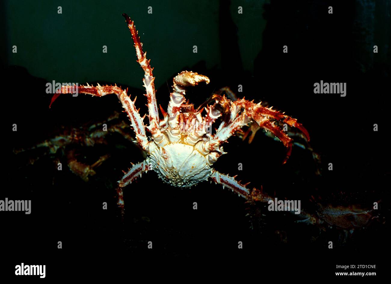 Norway king crab (Lithodes maja) is a crustacean native to north ...