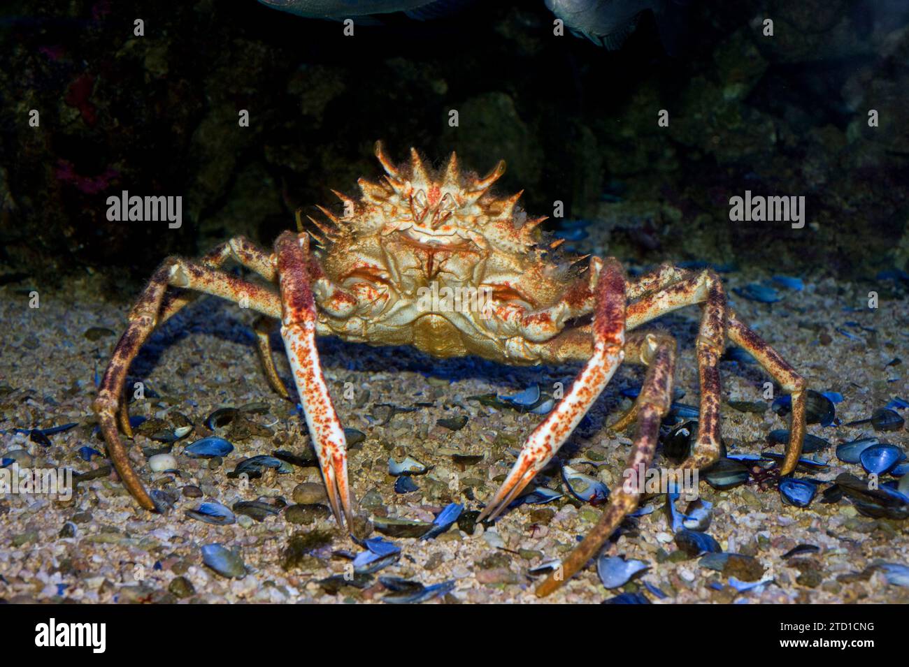 Spiny spider crab (Maja squinado) is an edible crab native to eastern ...