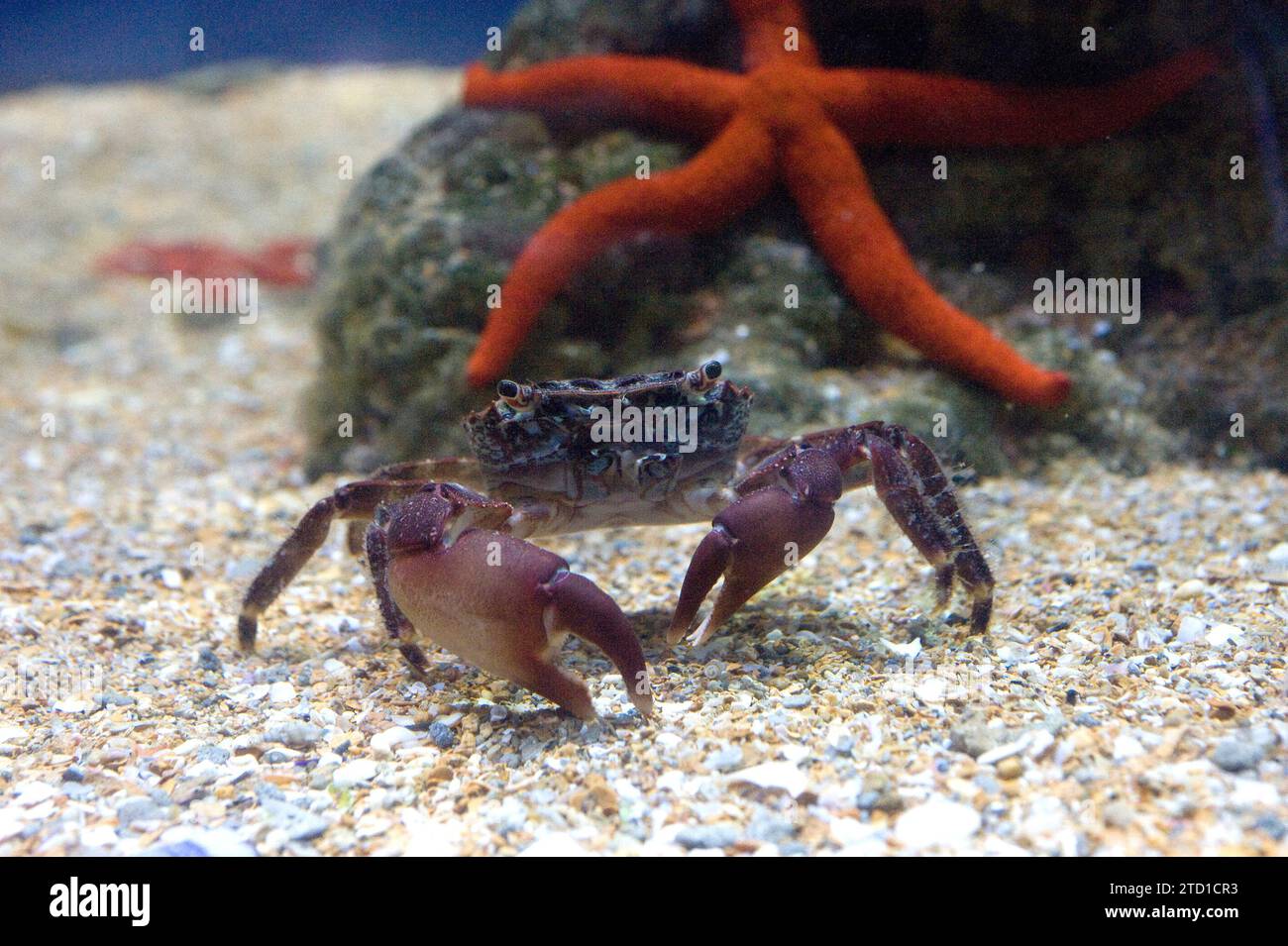 Marbled crab (Pachygrapsus marmoratus) is a crustacean native to ...